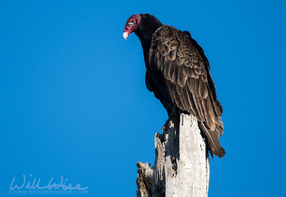 Turkey Vulture from Charlton County, GA, USA on May 03, 2020 at 08:13 ...