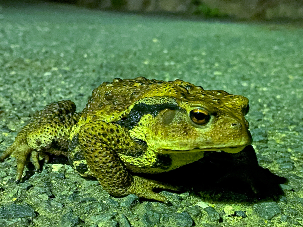 Eastern-Japanese Common Toad from 蒲郡市 on July 31, 2020 at 10:41 AM by ...