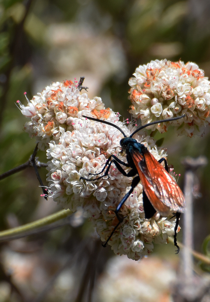 New World Tarantula-hawk Wasps from Stanislaus County, CA, USA on June ...