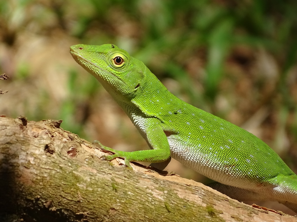 Neotropical Green Anole from Highway CA 13, KM #155, La Ceiba 31101 ...