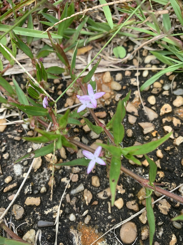 Harper's Buttonweed from Percy Quin State Park, Summit, MS, US on July ...