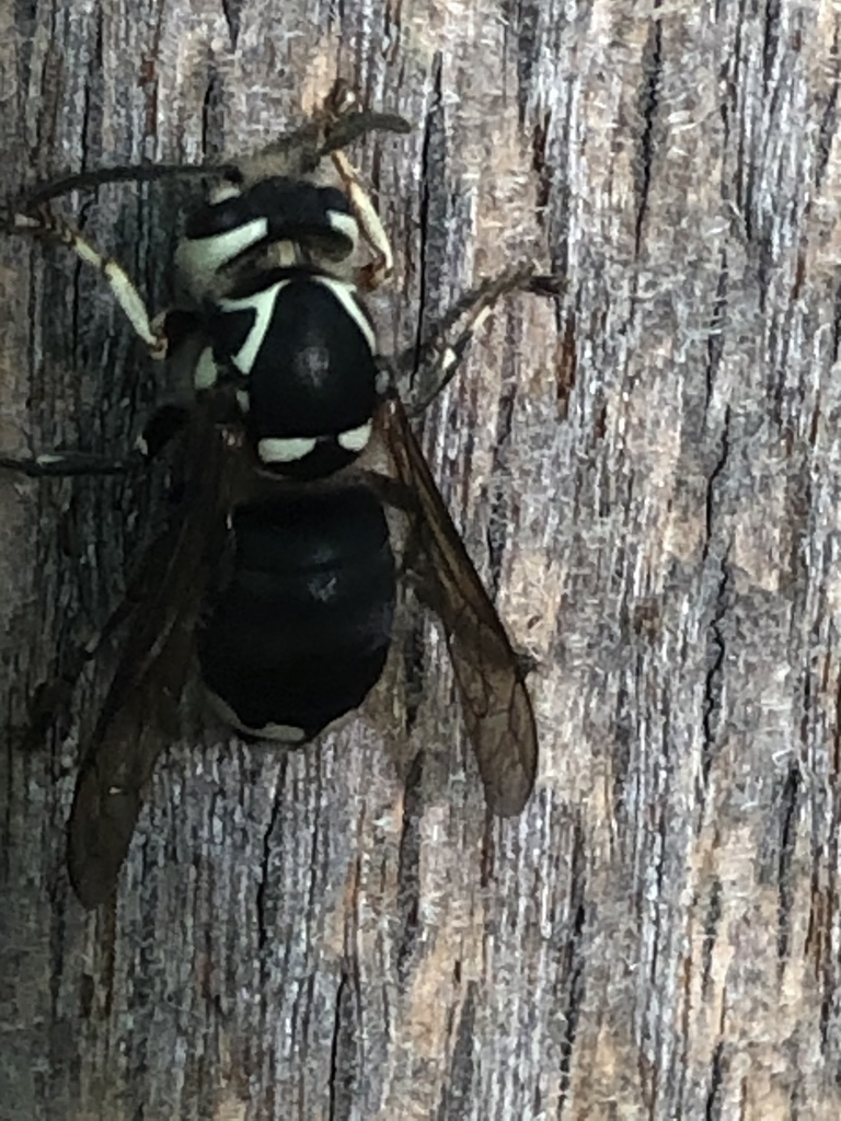 Bald-faced Hornet from John Ball Zoo, Grand Rapids, MI, US on July 31 ...
