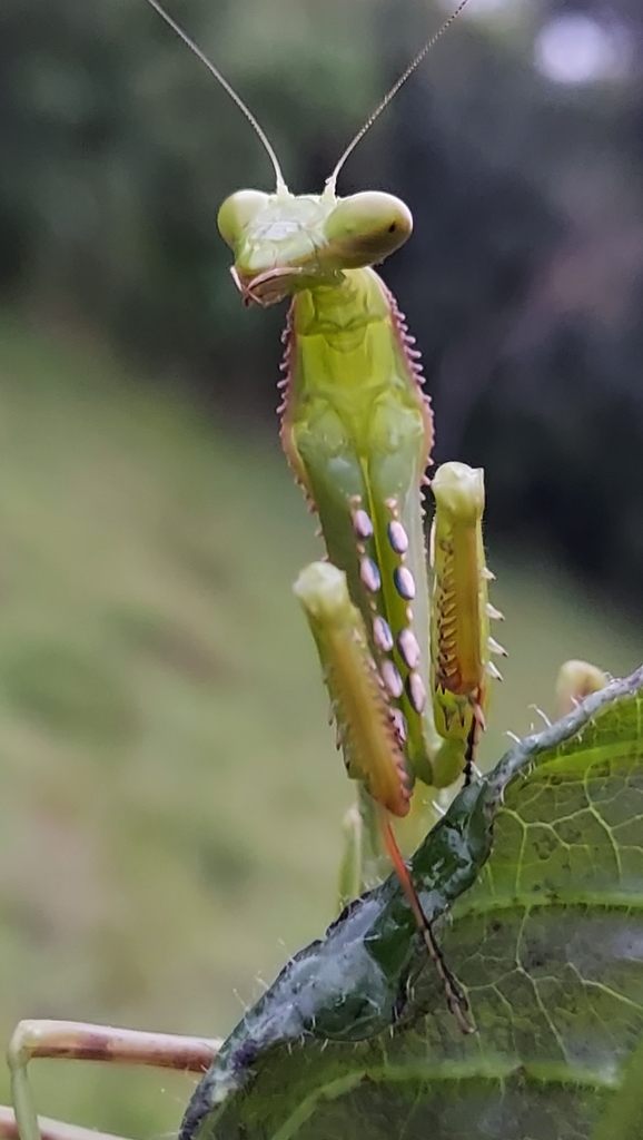 Thorny-armed Mantis from Mindo, Ecuador on July 29, 2020 at 06:17 PM by ...