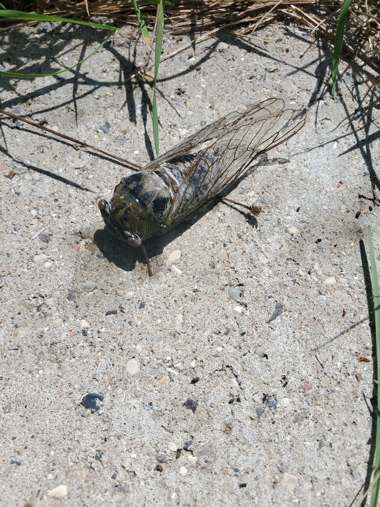 Northern Dusk-singing Cicada from Muskegon Charter Township, MI, USA on ...