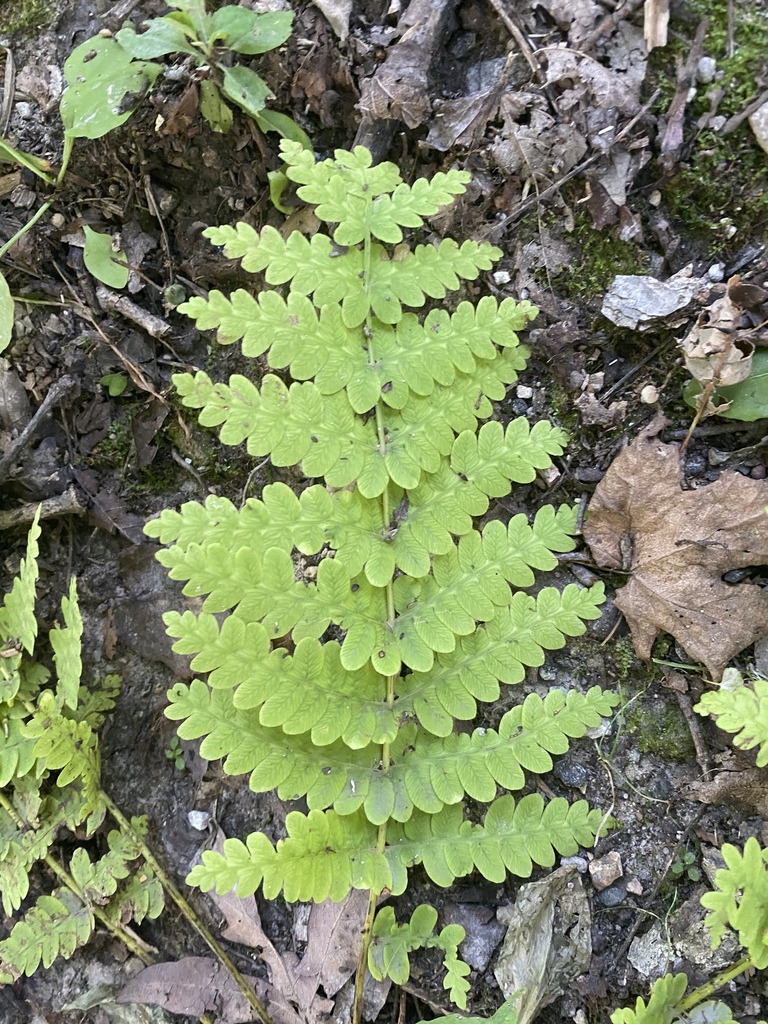 interrupted fern from Pikes Peak State Park, Mc Gregor, IA, US on July ...