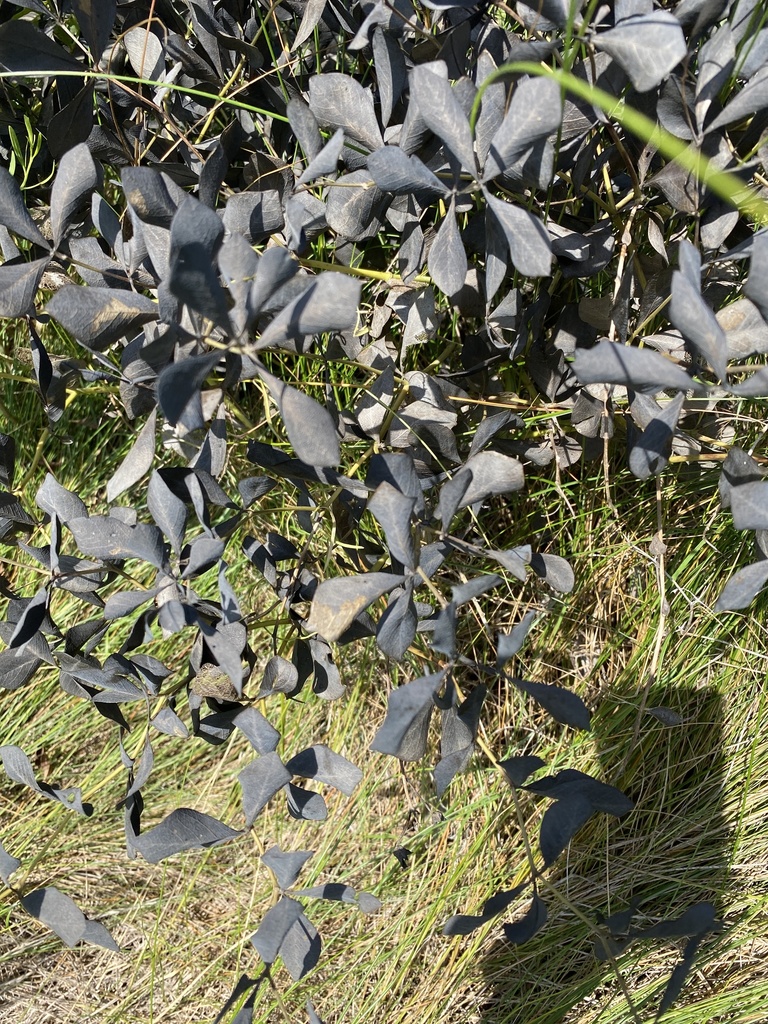 longbract wild indigo from Galveston Island State Park, Galveston, TX ...