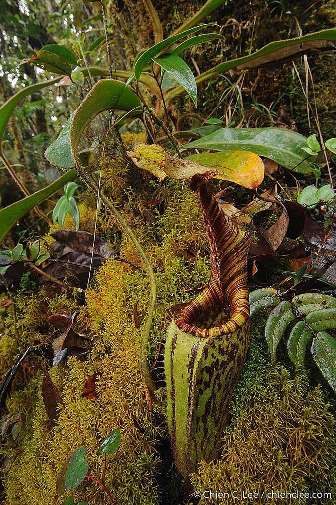 velvet pitcher plant in November 2010 by Chien Lee · iNaturalist