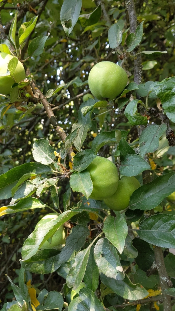 apple from Washington Park, Seattle, WA 98112, USA on July 31, 2020 at ...