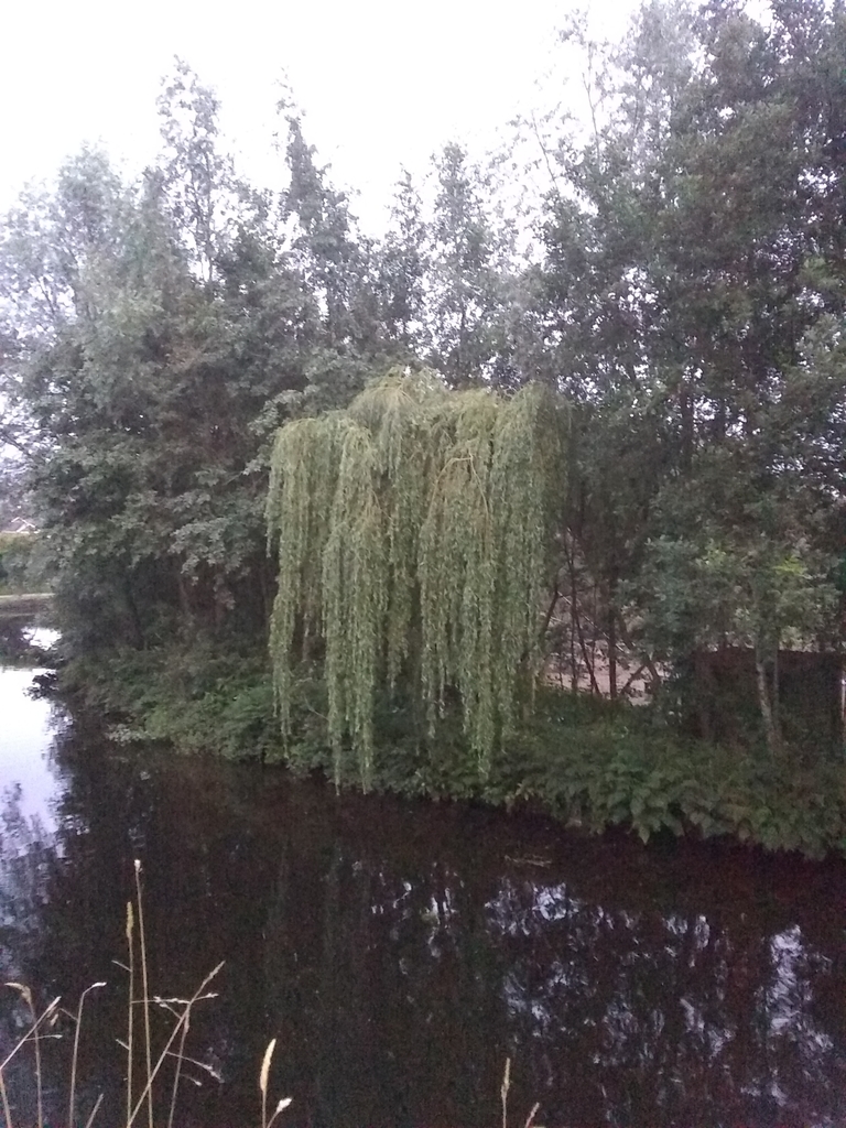 Golden Weeping Willow from Oldham OL1, UK on July 31, 2020 at 09:16 PM ...