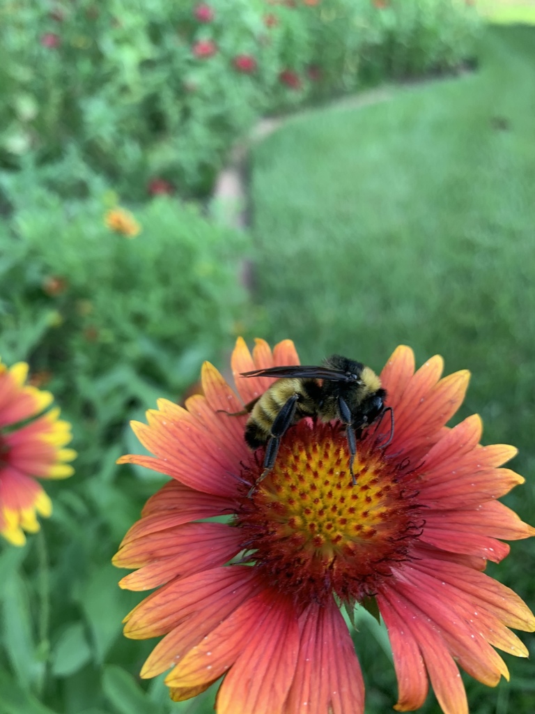 American Bumble Bee from Marsh Hawk Dr, Land O Lakes, FL, US on July 30 ...