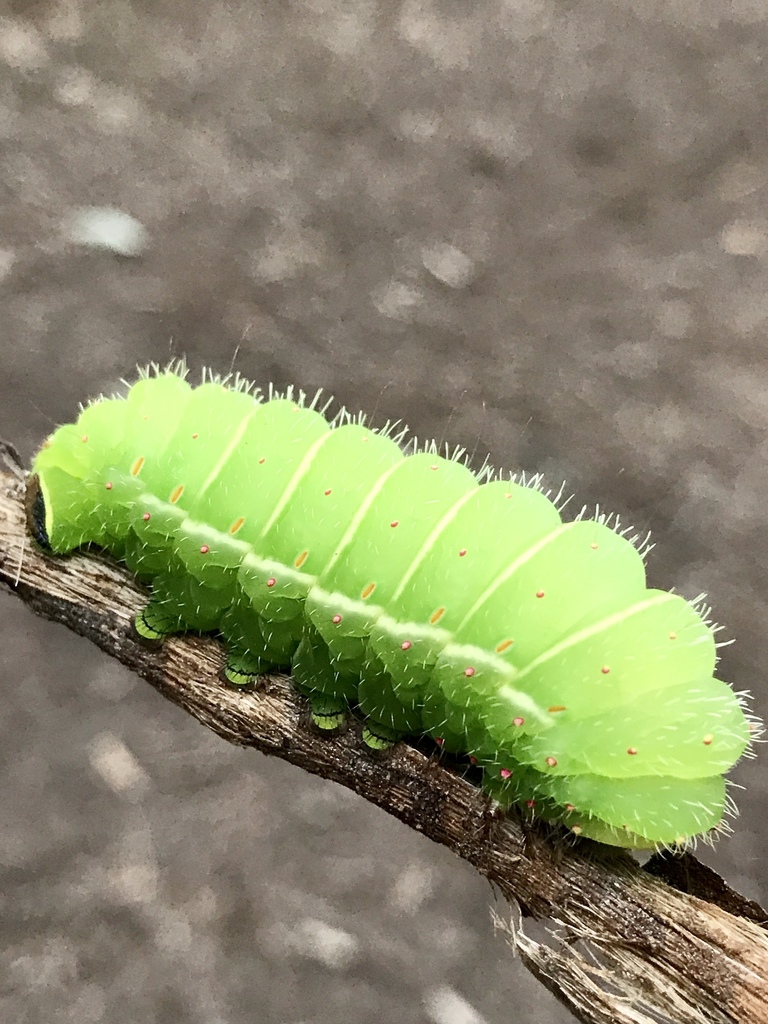 North American Luna Moth from 38583, Sparta, TN, US on June 29, 2017 at ...