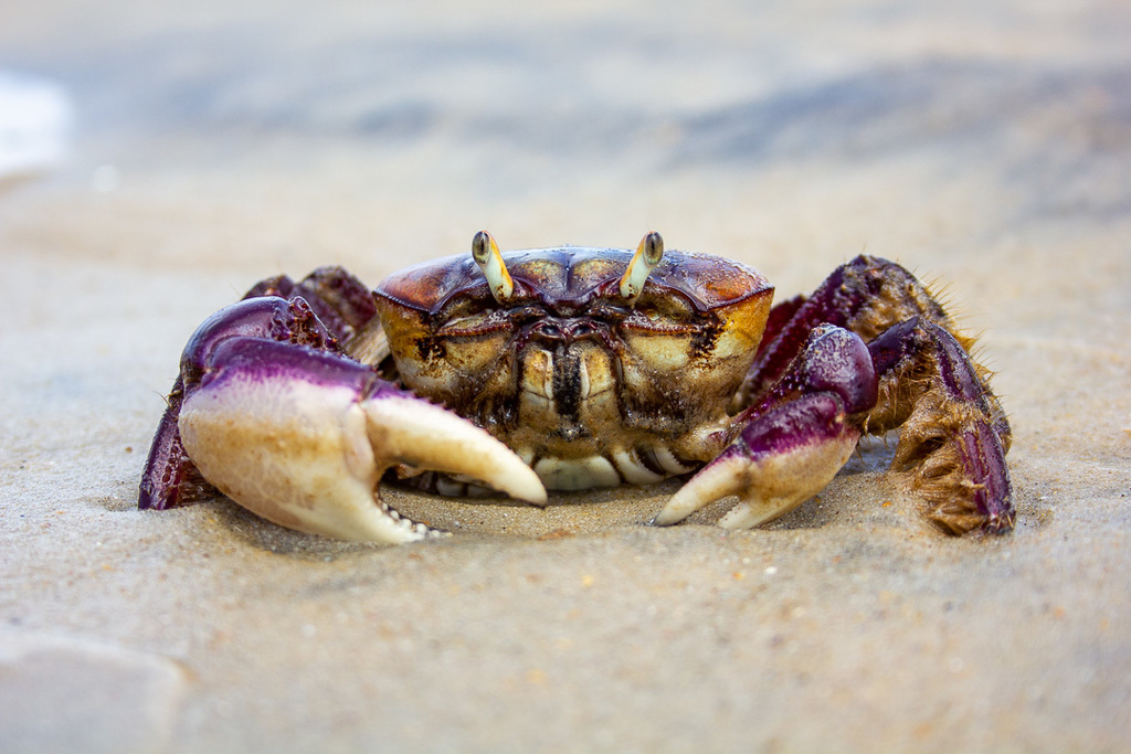 Atlantic Mangrove Ghost Crab from Garopaba, Santa Catarina, Brasil on ...