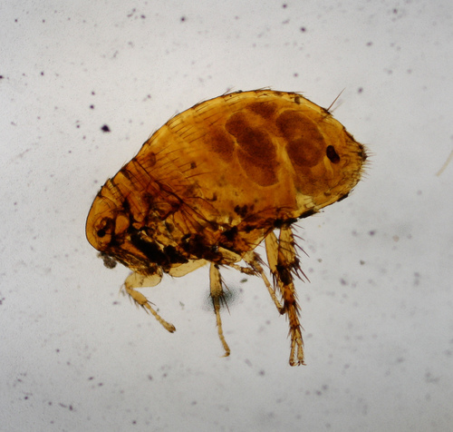 Xenopsylla Cheopis Ocular Bristle