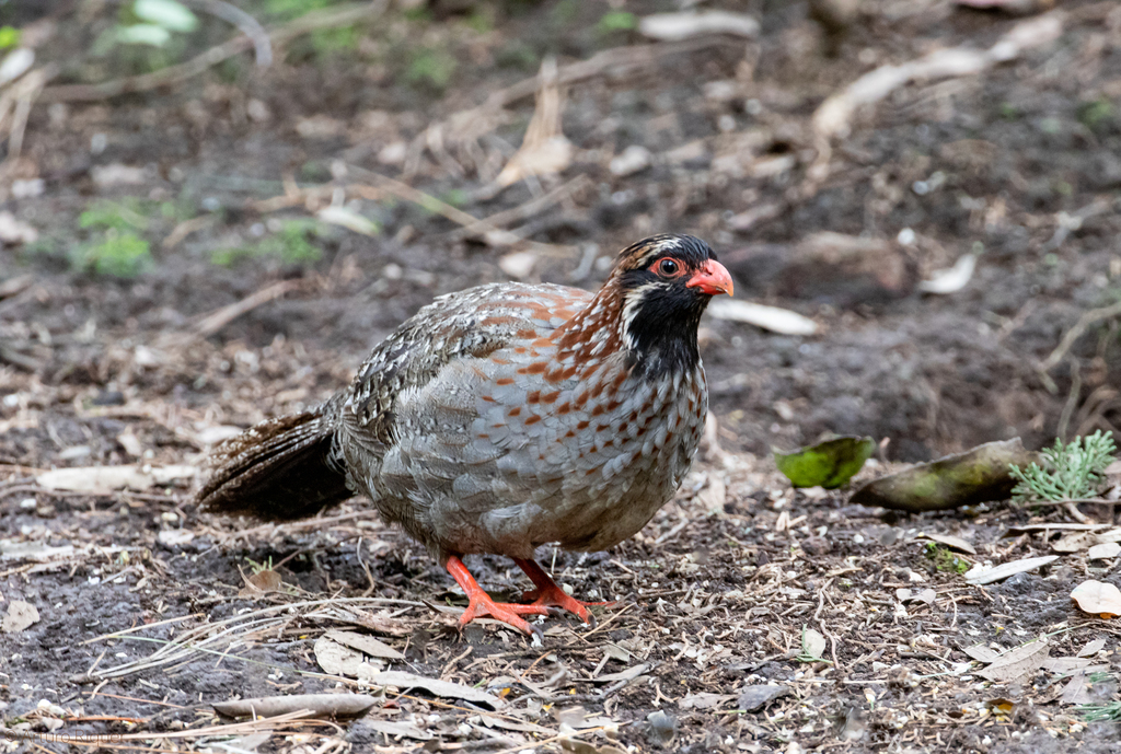 Long-tailed Wood-Partridge from Tlahuapan, Pue., México on July 30 ...