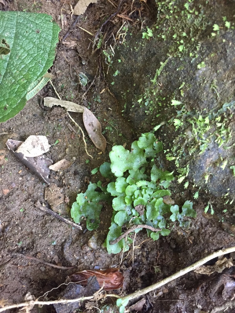 Monoclea gottschei from São José dos Campos, São Paulo, Brazil on July ...