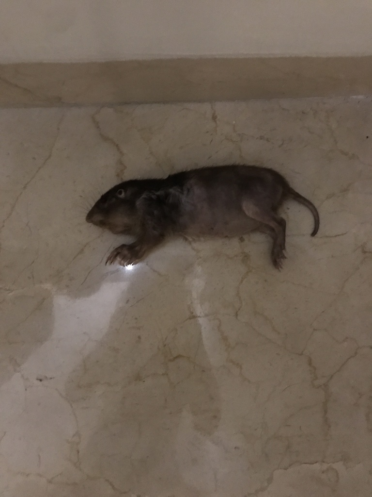 Hispid Pocket Gopher from Alvarado, VER, MX on July 31, 2020 at 09:14 ...
