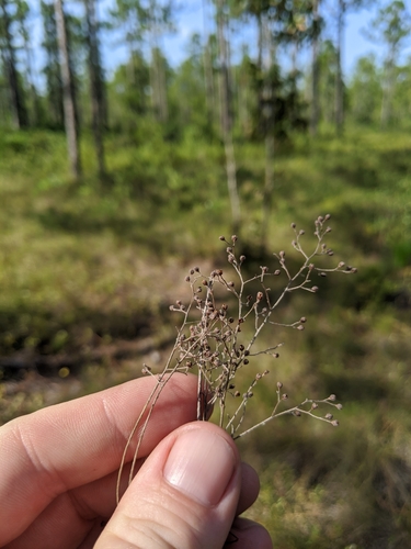 Variety Lechea torreyi congesta · iNaturalist