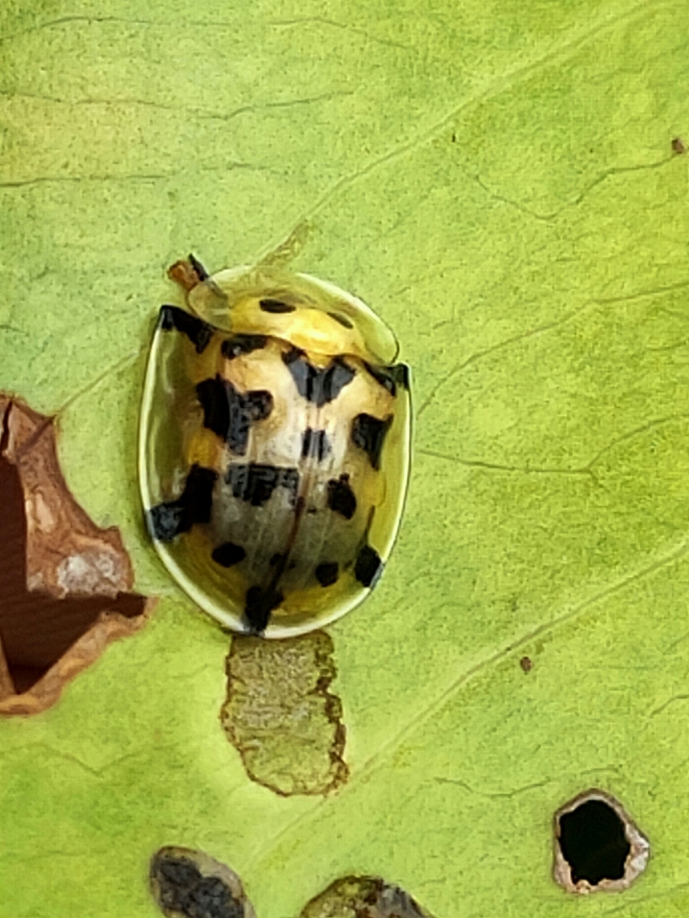 Aspidimorpha deusta from Opp Upp Seletar Reservoir, Singapore on July ...
