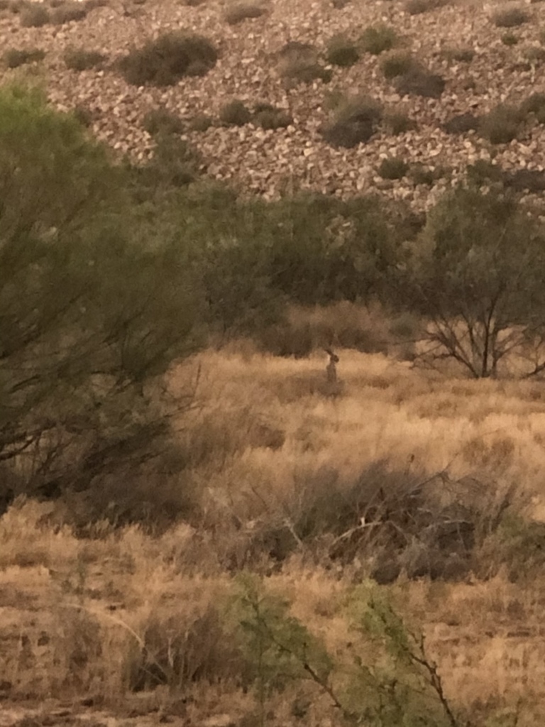 Black-tailed Jackrabbit from El Paso County, US-TX, US on July 31, 2020 ...