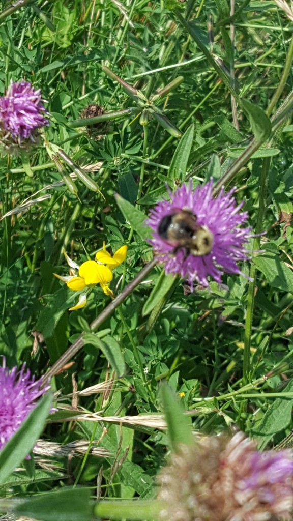 Pyrobombus from Brule Point, NS, Canada on July 28, 2020 at 12:16 PM by ...