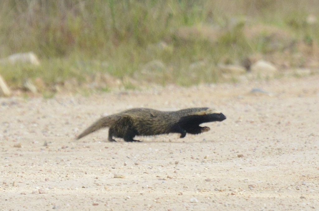 Lesser Grison from Piraquara, PR, Brasil on July 30, 2019 by Maicon ...