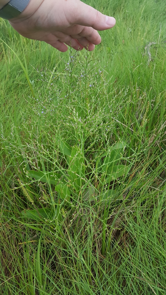Carolina Sea Lavender from Brule Point, NS, Canada on July 28, 2020 at ...