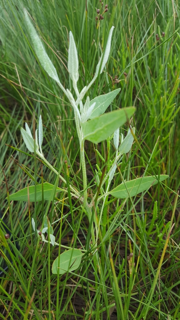 Saltbushes from Brule Point, NS, Canada on July 28, 2020 at 10:46 AM by ...