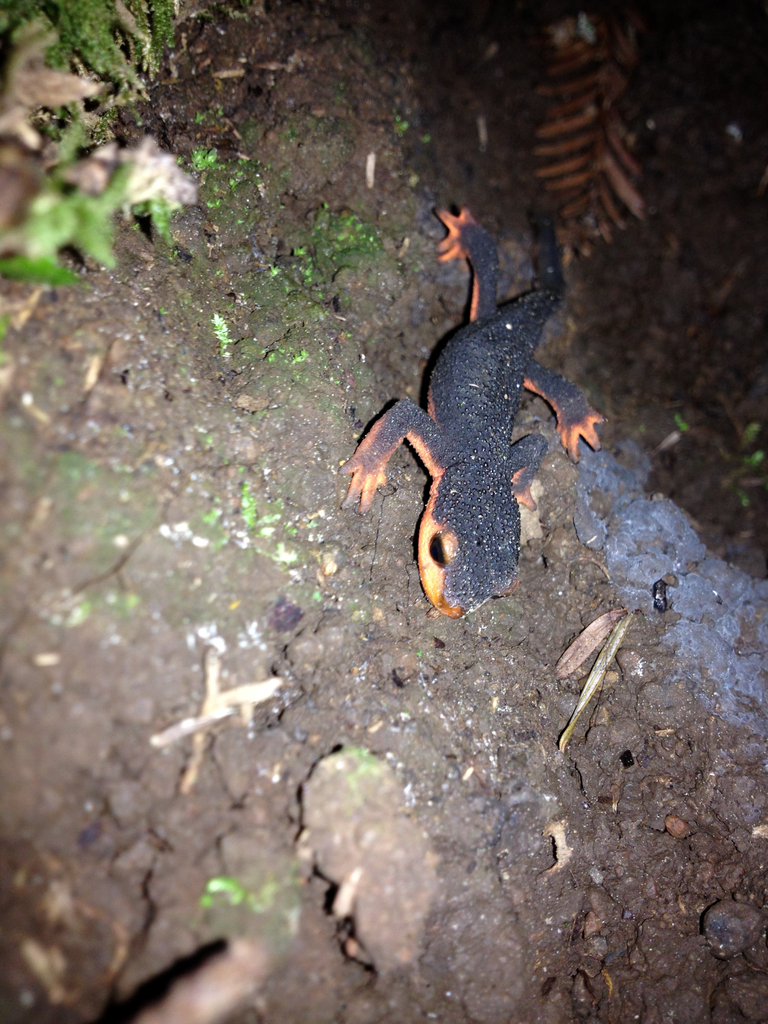 Red-bellied Newt in March 2012 by Michelle Halbur · iNaturalist