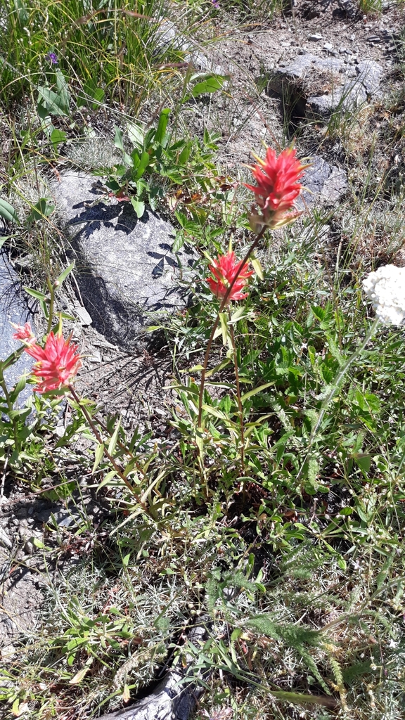 giant red Indian paintbrush from Baker County, US-OR, US on July 31 ...