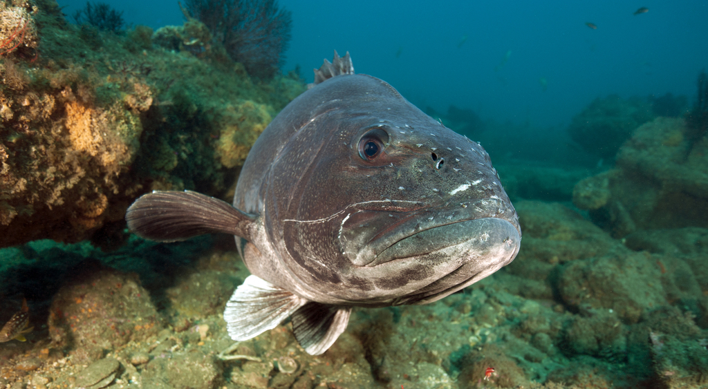 Giant sea bass (Wildlife at Camp Emerald Bay) · iNaturalist