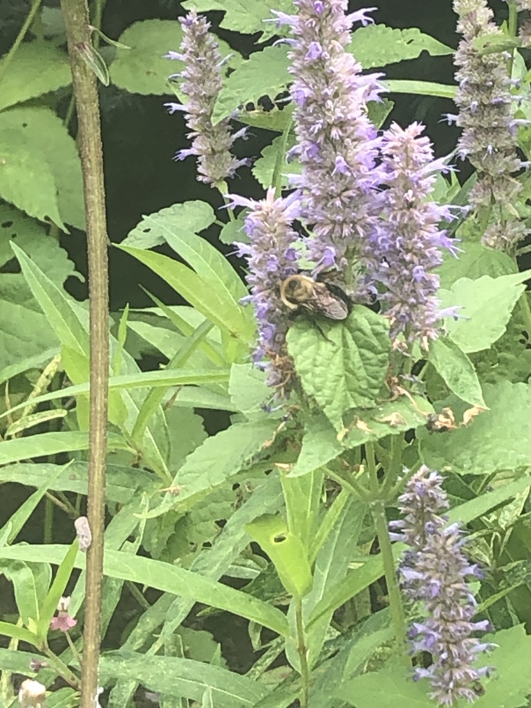 Bumble Bees in August 2020 by Mag Sil · iNaturalist