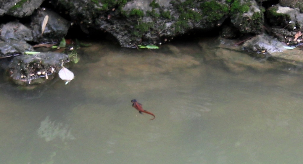 Red-tailed Knobby Newt in May 2014 by Benjamin Tapley. One individual ...