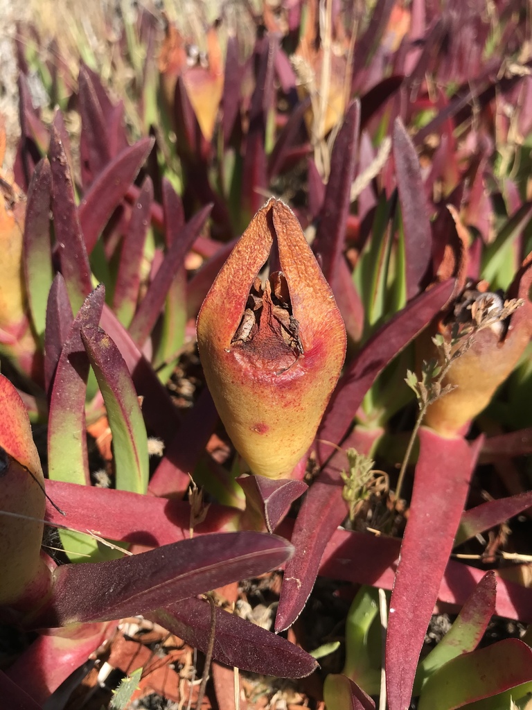 Sally-my-handsome from Île Lavezzu on July 22, 2020 at 05:00 PM by ...