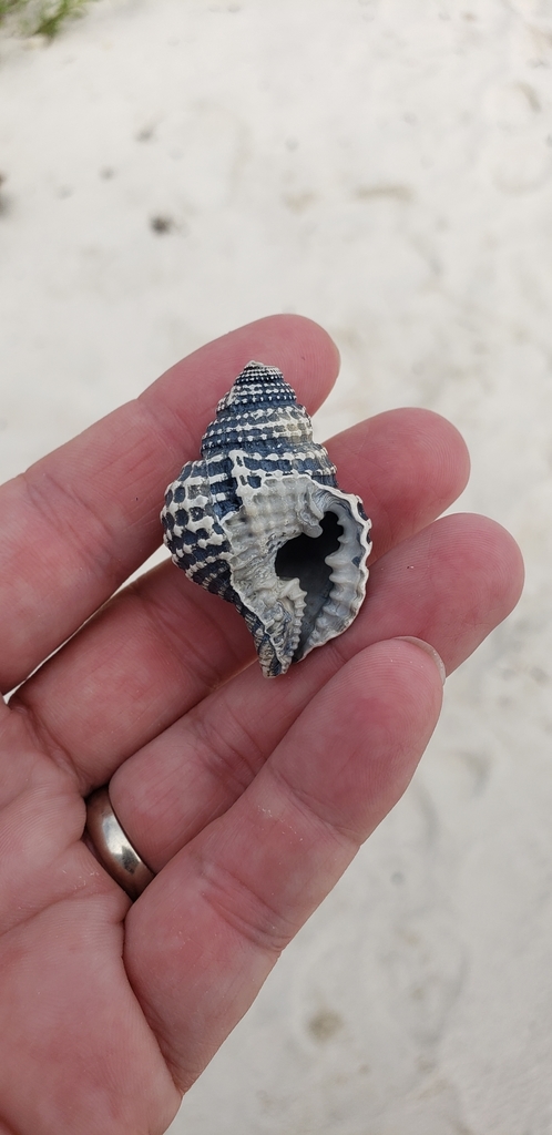 Atlantic Distorsio from Dauphin Island, AL 36528, USA by JoAnn Moody ...