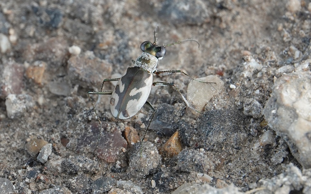 Gulfshore Tiger Beetle from Kleberg County, TX, USA on July 29, 2020 at ...