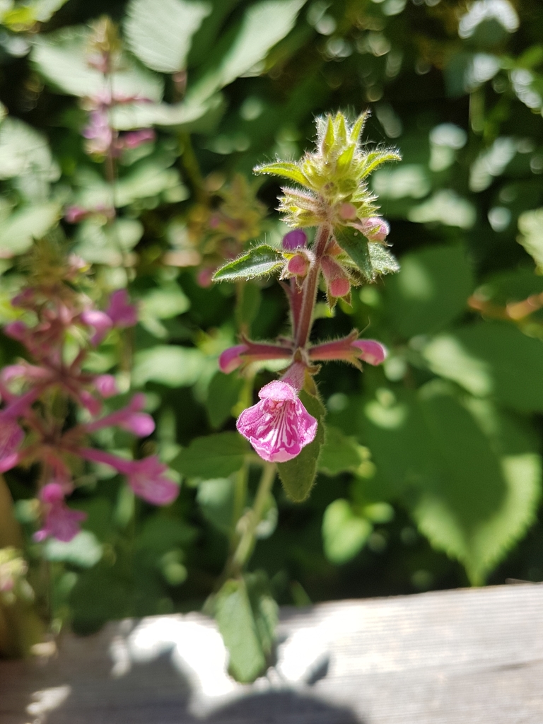 Coastal Hedge-nettle from Vancouver, BC V6T 1Z2, Canada on July 29 ...