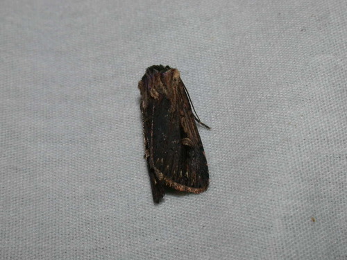 Richia acclivis · iNaturalist