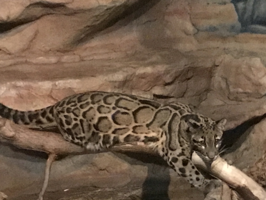 Mainland Clouded Leopard in January 2017 by Ava Jarvis · iNaturalist