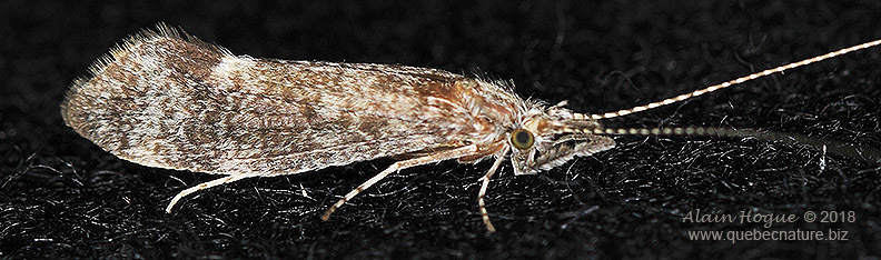 Ceraclea cancellata from Salaberry-de-Valleyfield - boulevard Cadieux ...