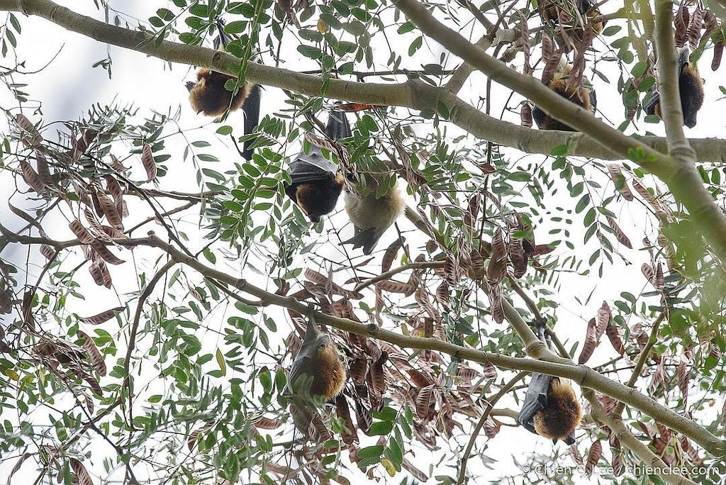 Mauritius Flying-fox in November 2015 by Chien Lee · iNaturalist