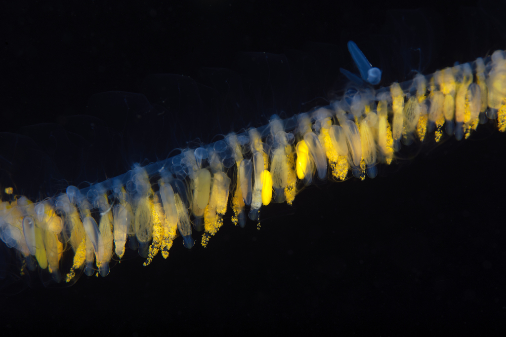 Giant Siphonophore
