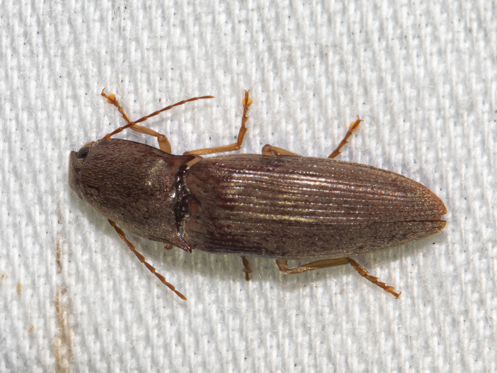 Conoderus lividus from Howard County, MD, USA on July 25, 2020 at 09:05 ...