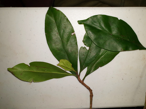 Ternstroemia cherryi · iNaturalist