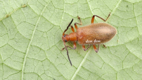 Cerogria ommalata · iNaturalist Ecuador