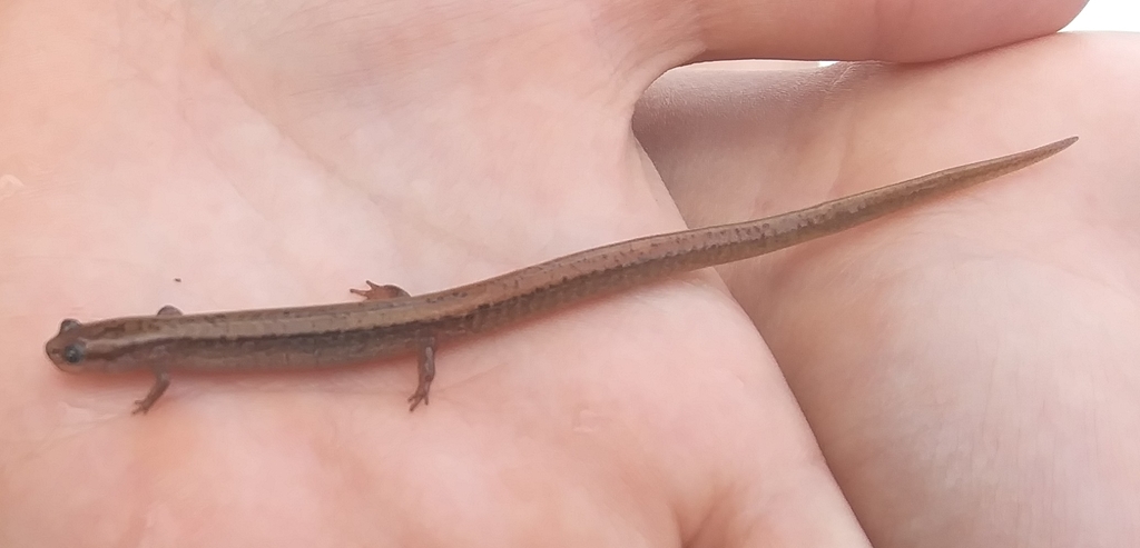 coastal plain dwarf salamander in August 2020 by minniemoose · iNaturalist
