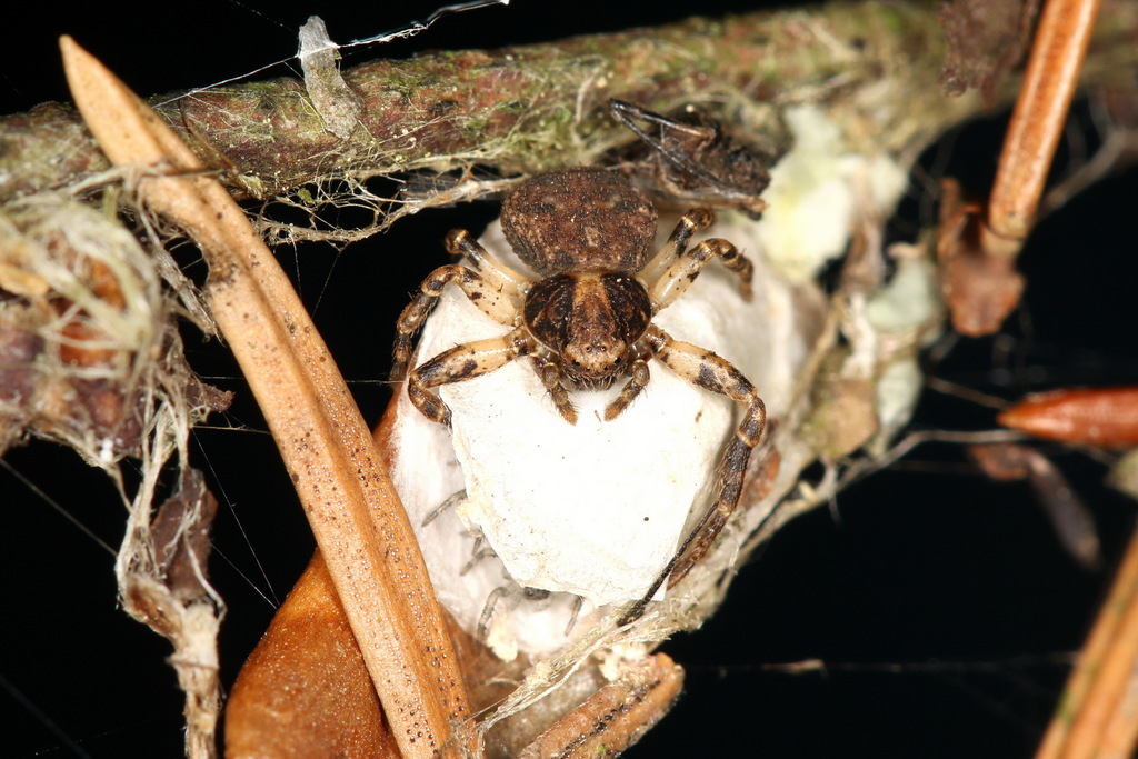 Eurasian Leaflitter Crab Spider from Dzyarzhynsk District, Belarus on ...