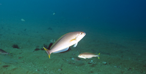 Deepwater Tilefishes (Family Latilidae) · iNaturalist