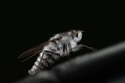 Thereva microcephala · iNaturalist