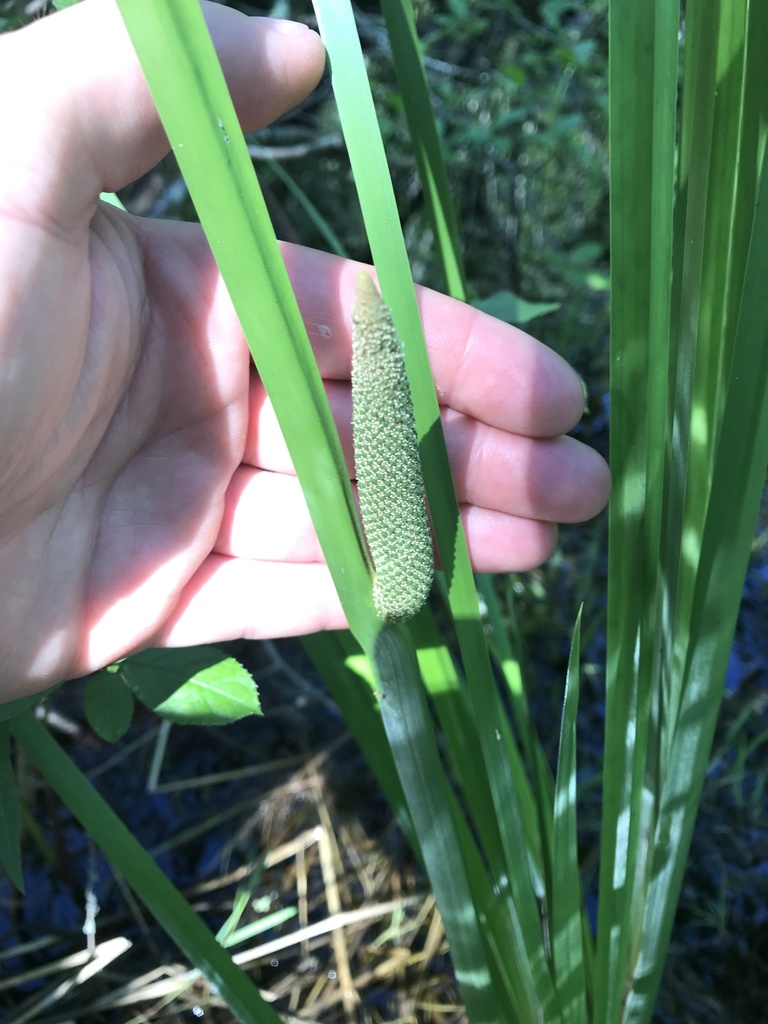 American Sweet-Flag from Fish Creek, WI, US on July 3, 2020 at 09:50 AM ...