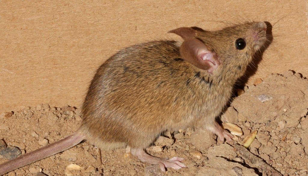Ratón Casero Eurasiático (Guía Completa de los Vertebrados Silvestres ...